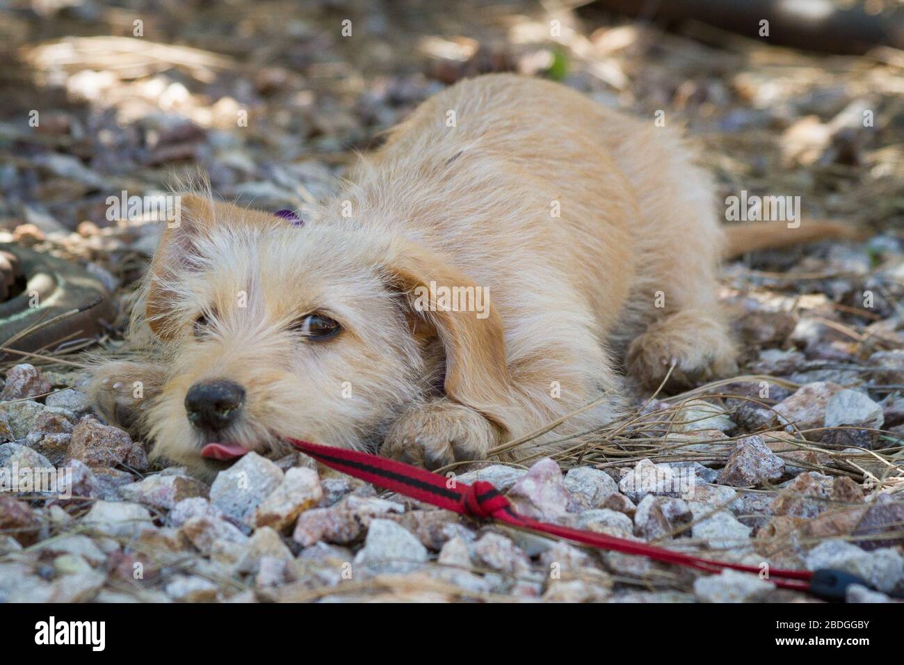 Dorky puppy hi-res stock photography and images - Alamy