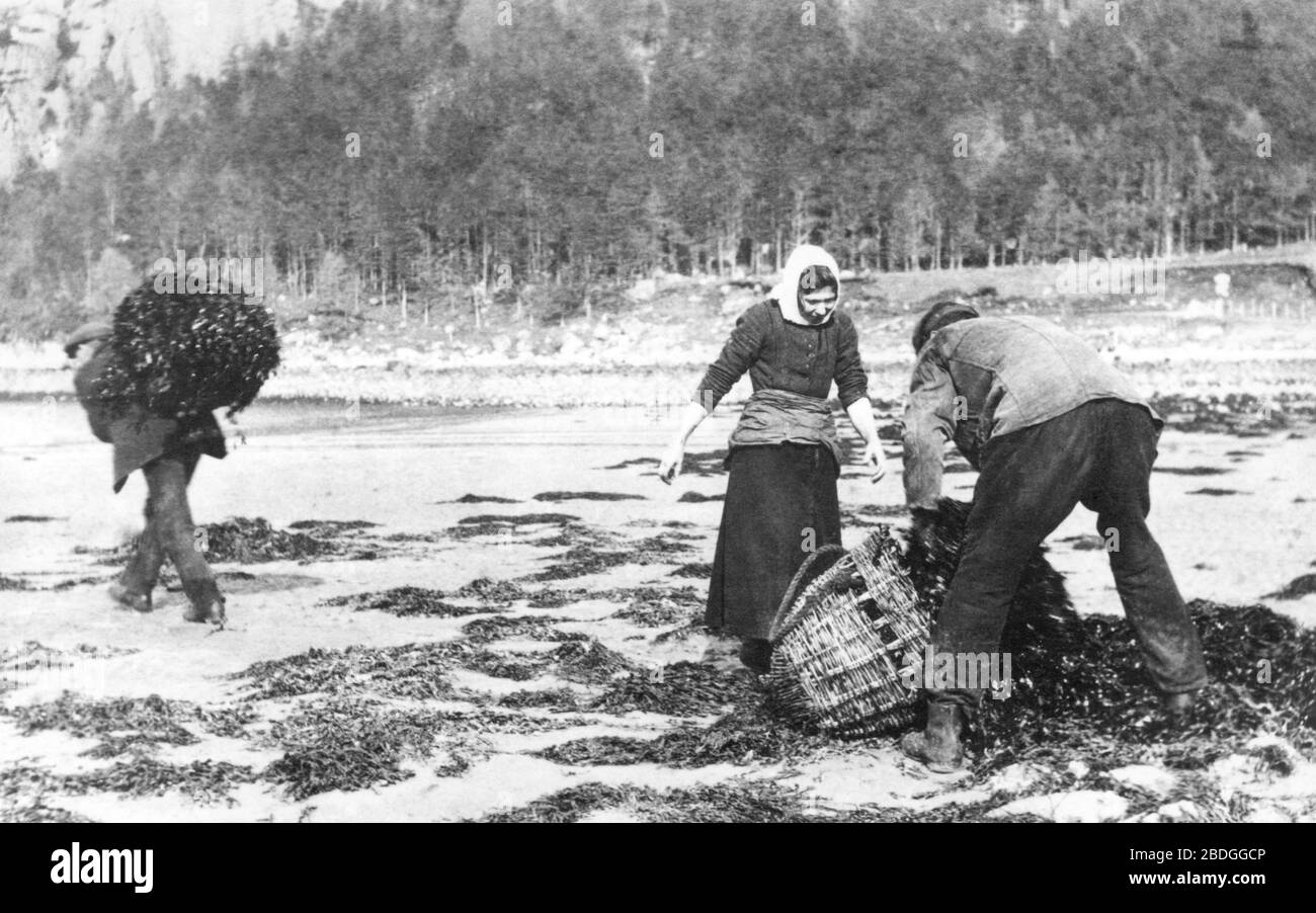 Inveraray, Collecting Seaweed c1890 Stock Photo - Alamy