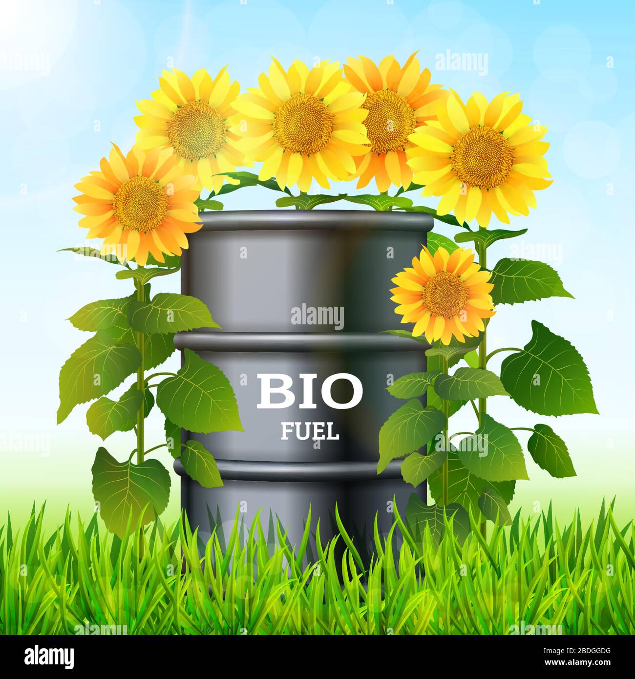 Metal barrel with bio fuel and sunflowers on the green grass background ...