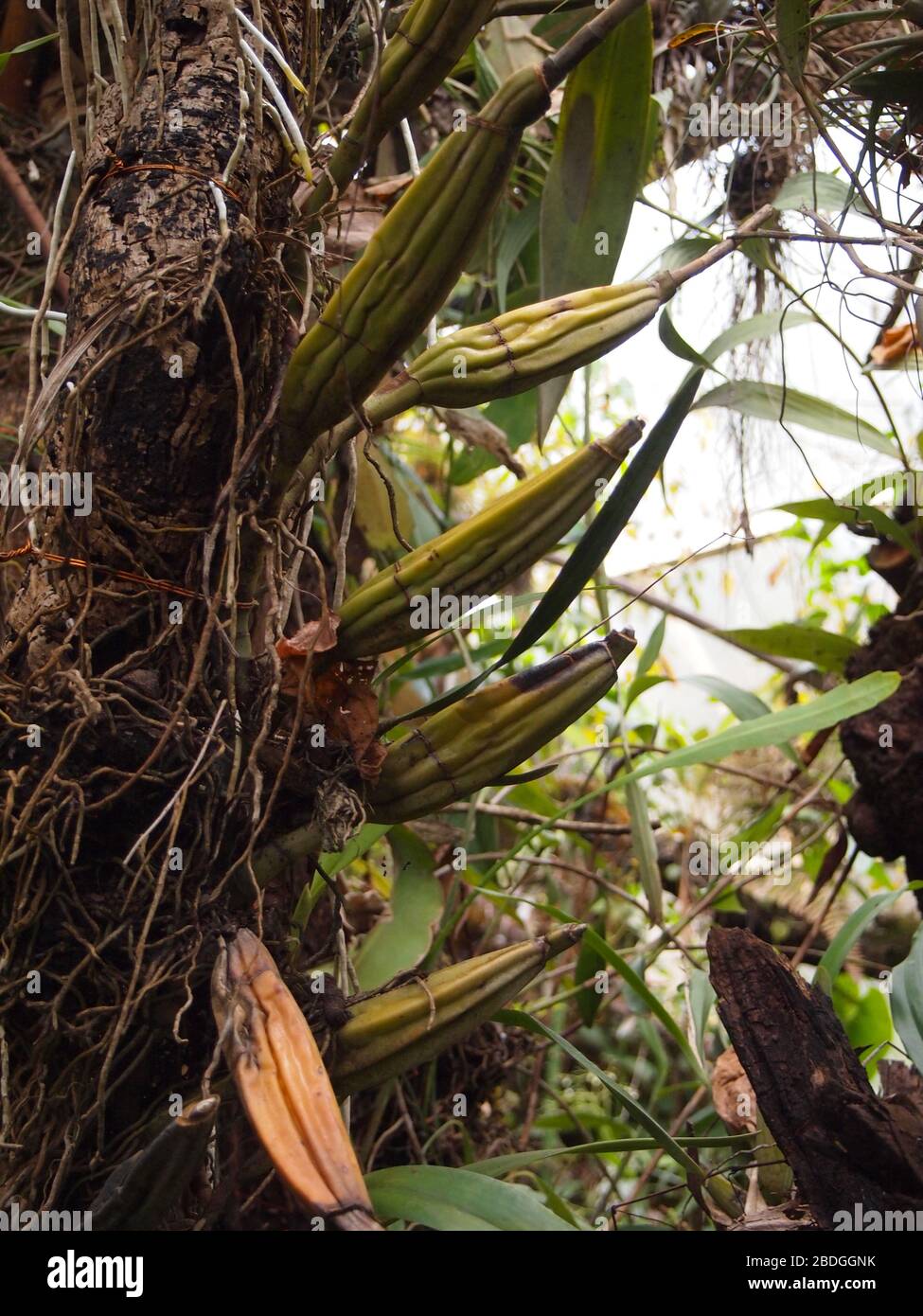 Plants, flowers and fungus of the Montane cloud forest in Chiapas ...