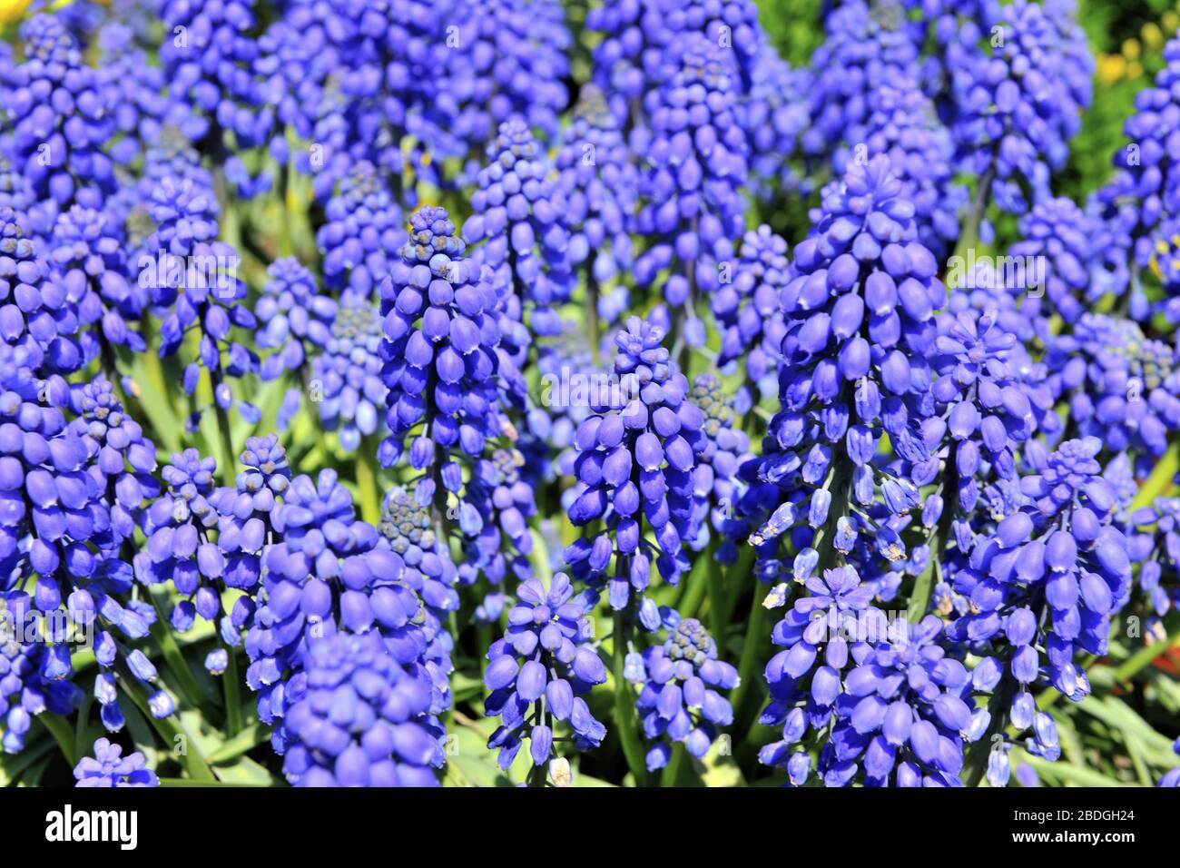 Grape Hyacinth Taiwan Stock Photo - Alamy