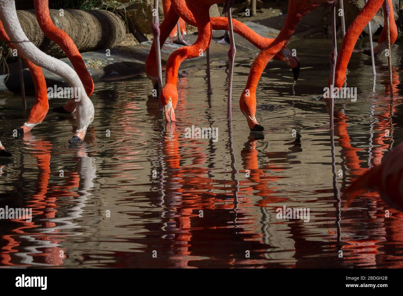 The light reflects as flamingos drink from a pond at a local zoo in ...