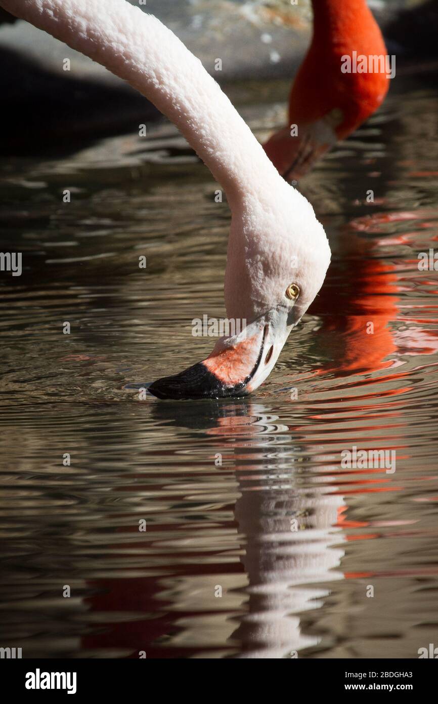 The light reflects as flamingos drink from a pond at a local zoo in ...