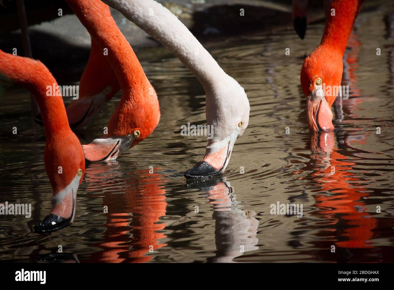 The light reflects as flamingos drink from a pond at a local zoo in ...