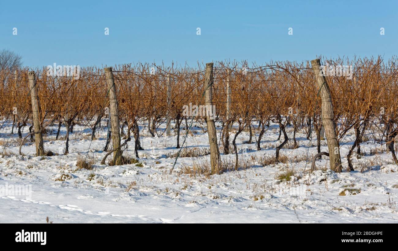 Vineyard Covered With Snow at Winter Stock Photo - Alamy