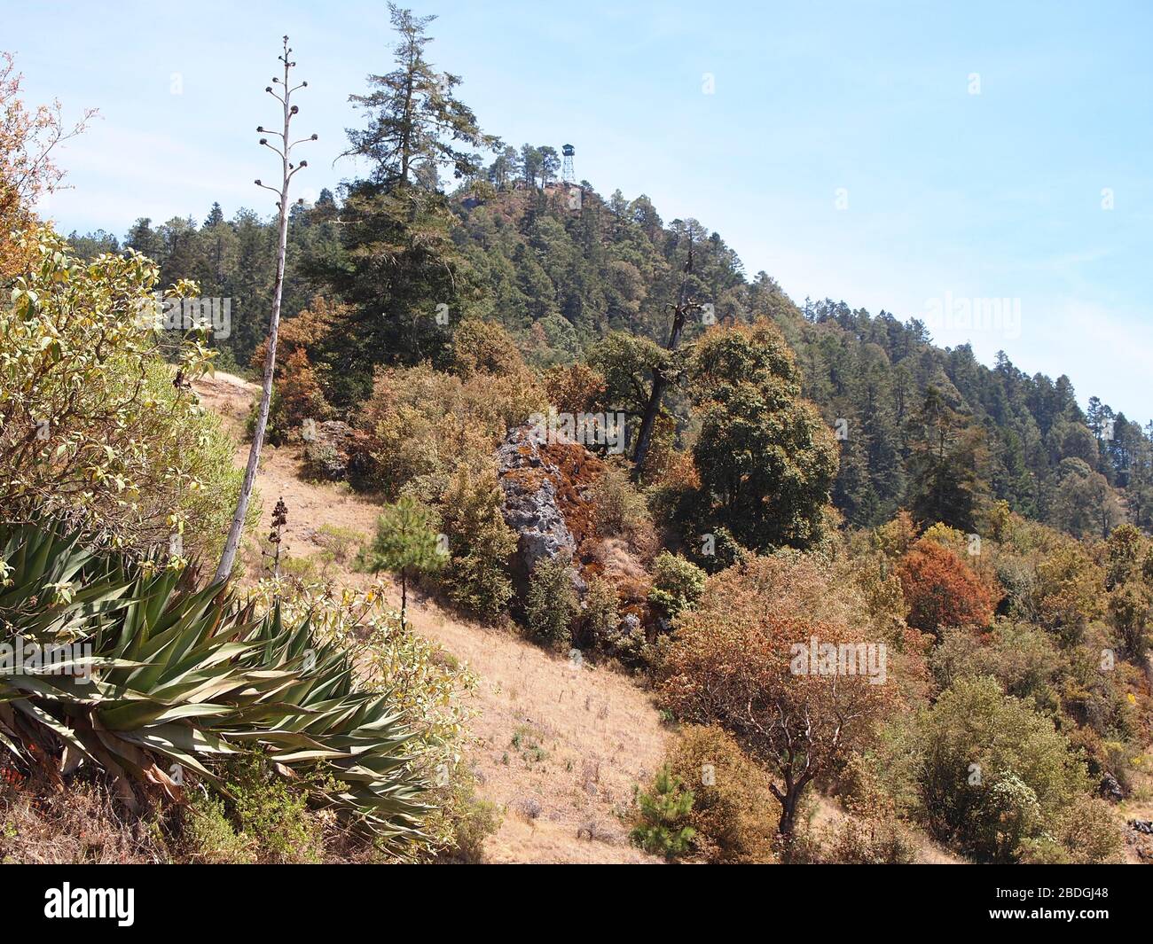 Selective Logging High Resolution Stock Photography and Images - Alamy