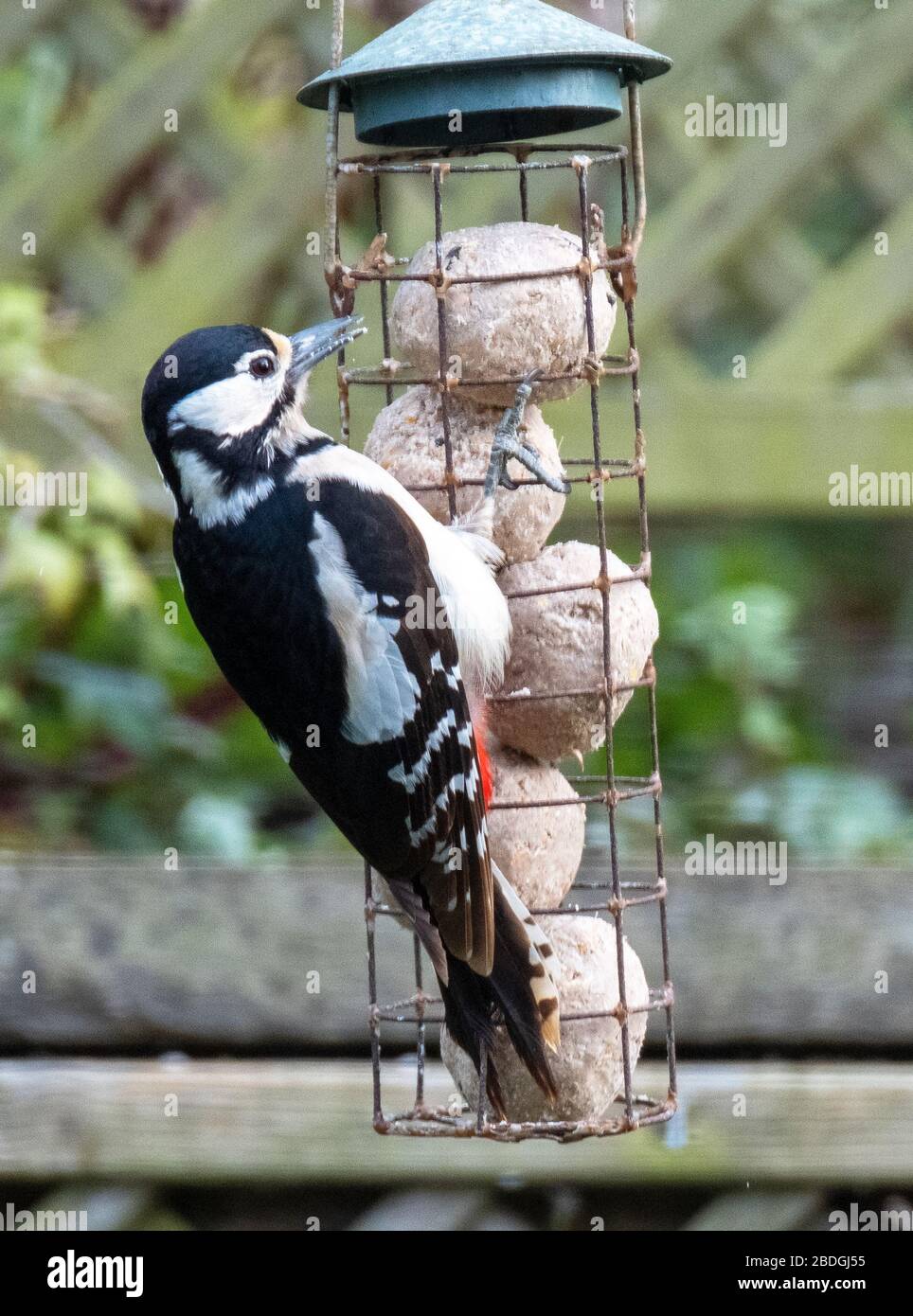 Female great spotted woodpecker hi-res stock photography and images - Alamy