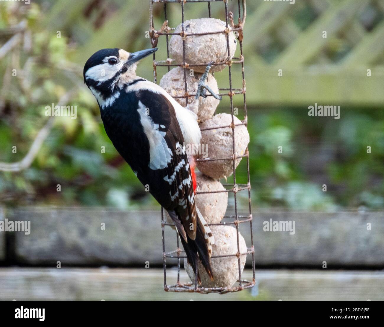 Female Great Spotted Woodpecker / Greater Spotted Woodpecker ...
