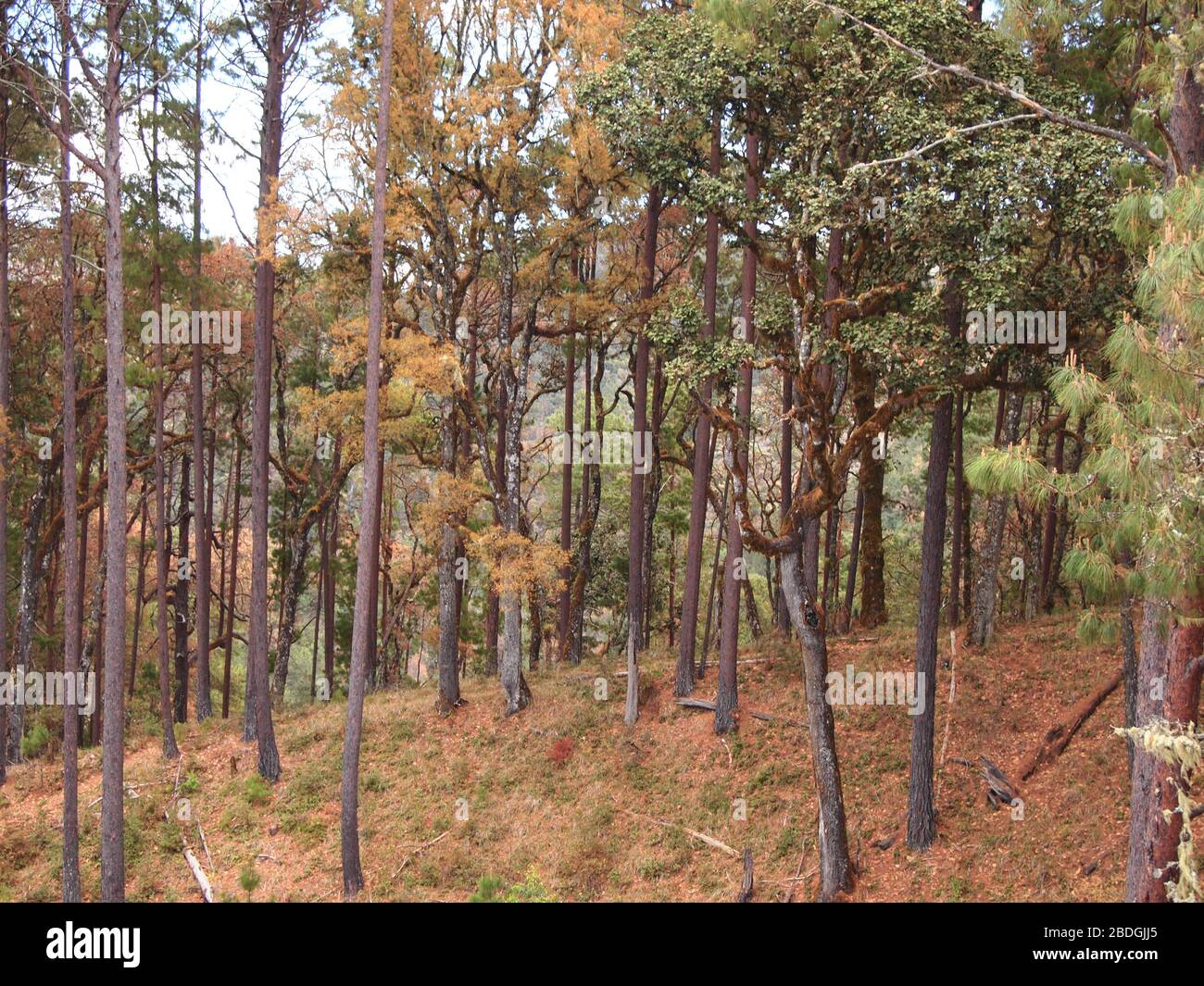 Pine oak forest mexico hi-res stock photography and images - Alamy
