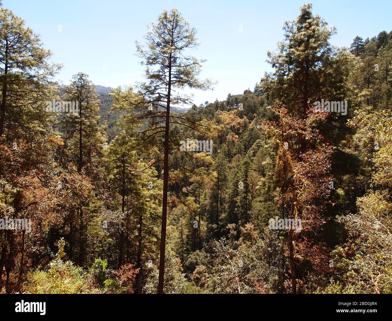 Selective Logging High Resolution Stock Photography and Images - Alamy