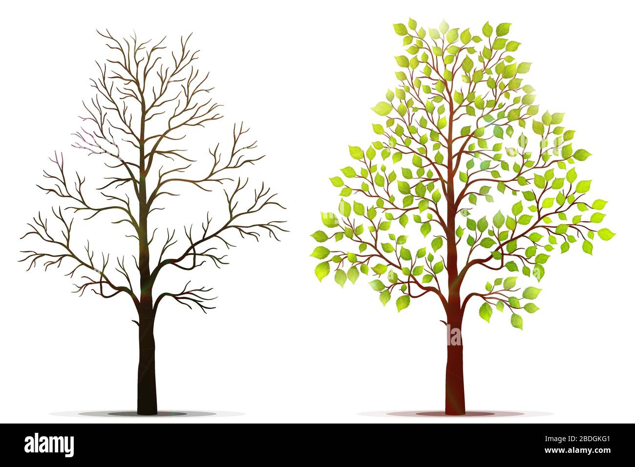 Trees on white background Stock Vector Image & Art - Alamy