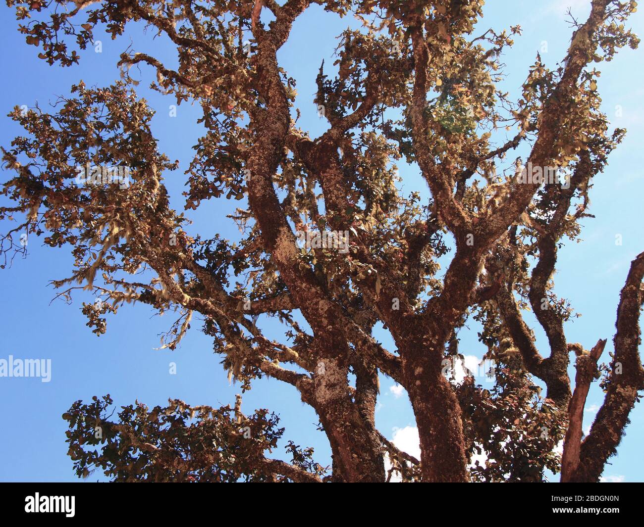 Pine oak oaxaca hi-res stock photography and images - Alamy