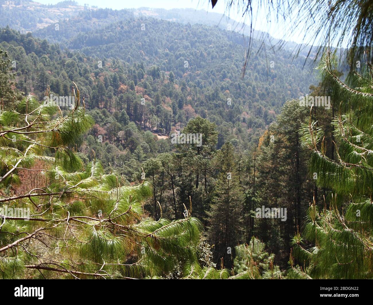 Selective Logging High Resolution Stock Photography and Images - Alamy