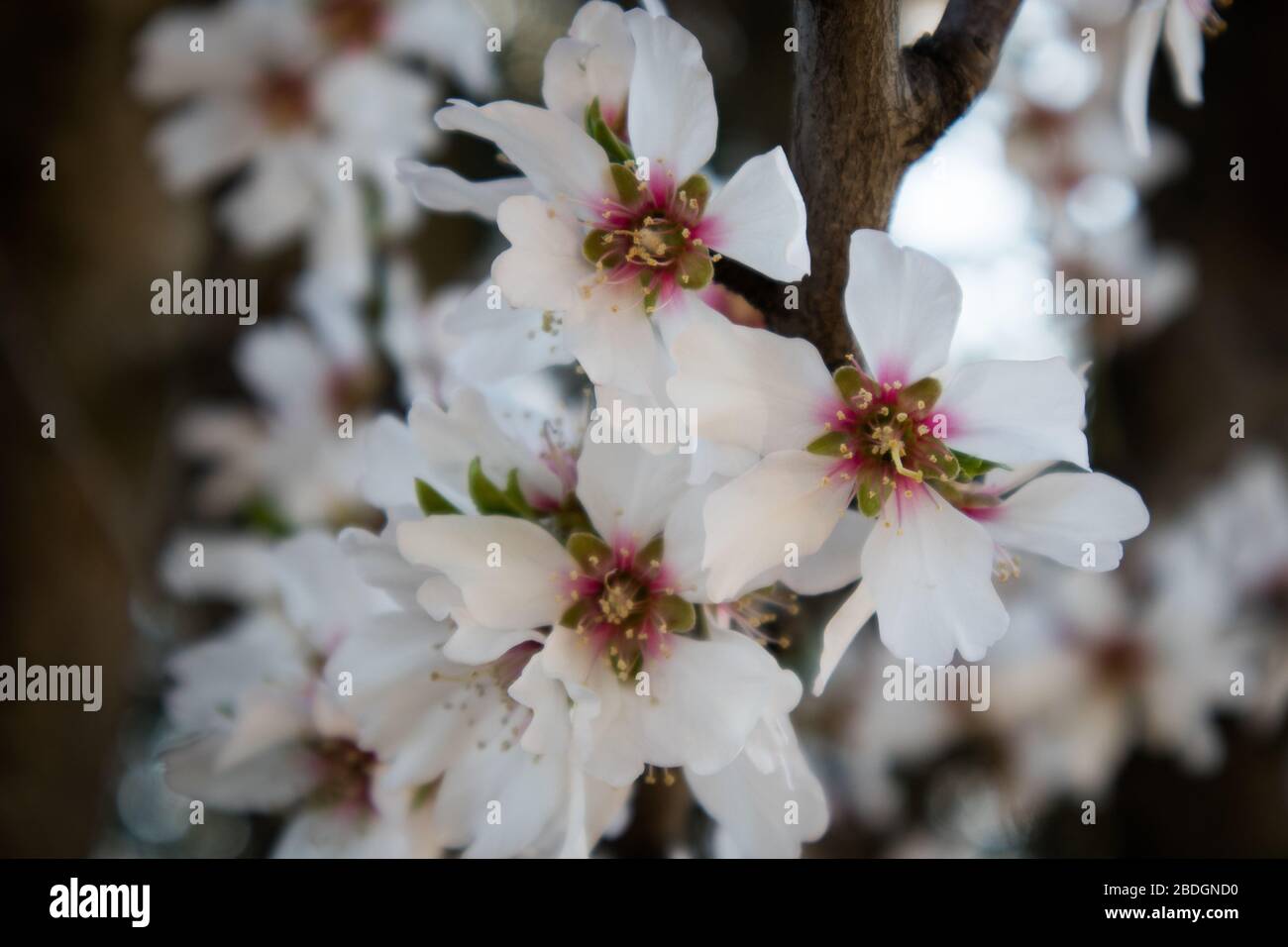 Almond orchard in bloom hi-res stock photography and images - Alamy