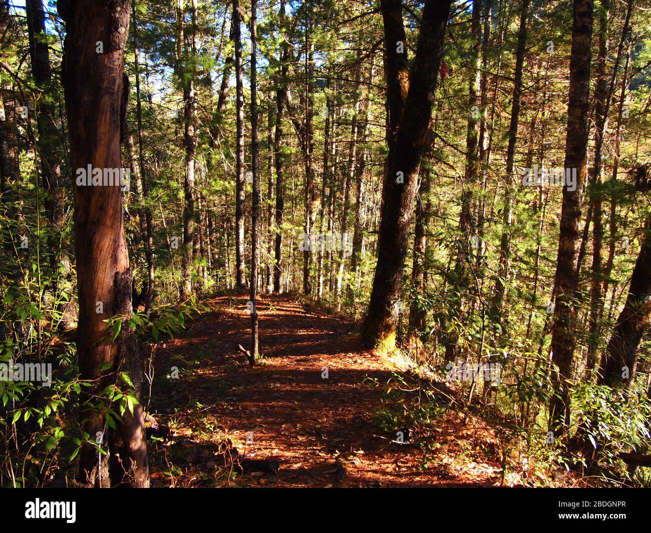 Selective Logging High Resolution Stock Photography and Images - Alamy