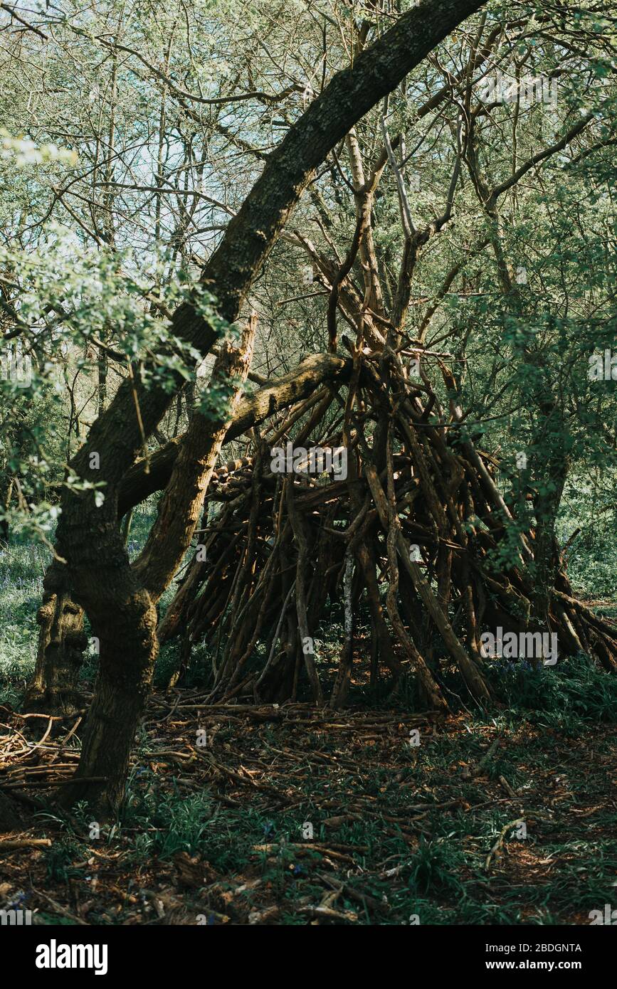 triangle den house made of branches in Dole wood, Lincolnshire Stock ...
