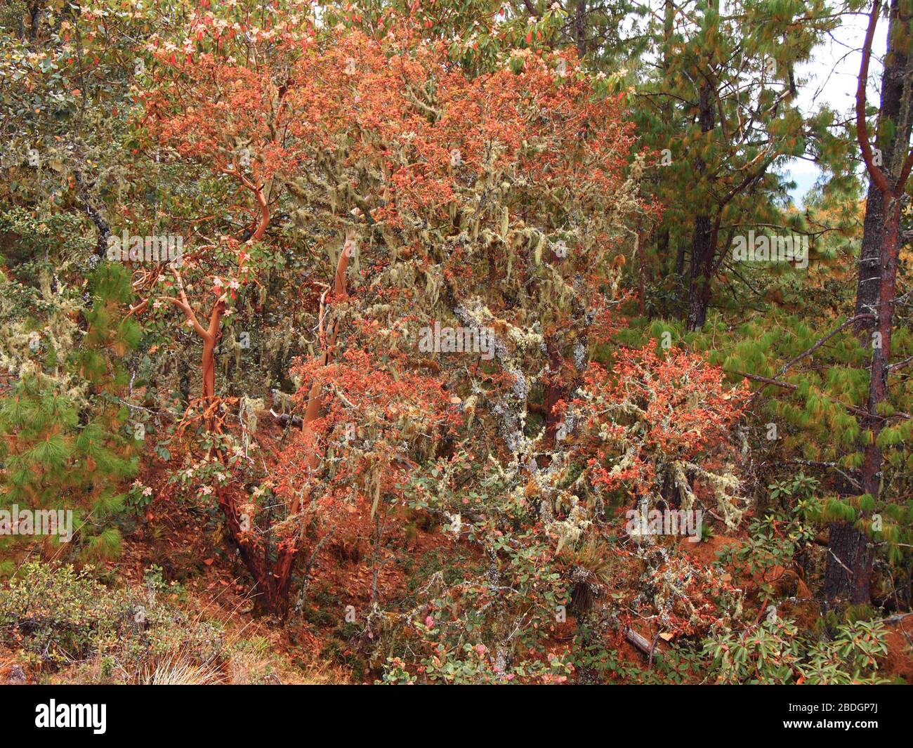 Community-managed pine-oak forests at the Pueblos Mancomunados area in ...