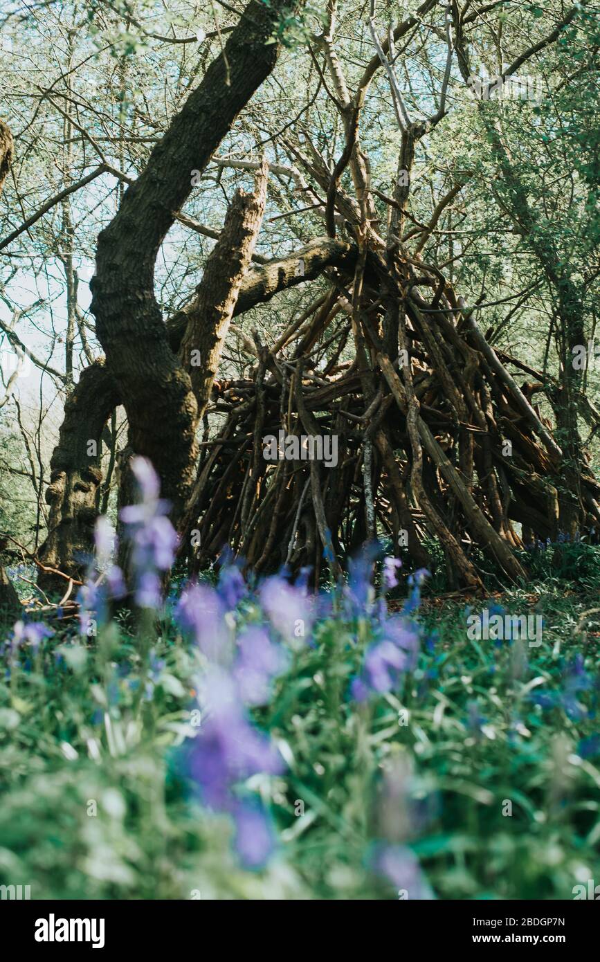 triangle den house made of branches in Dole wood, Lincolnshire Stock ...