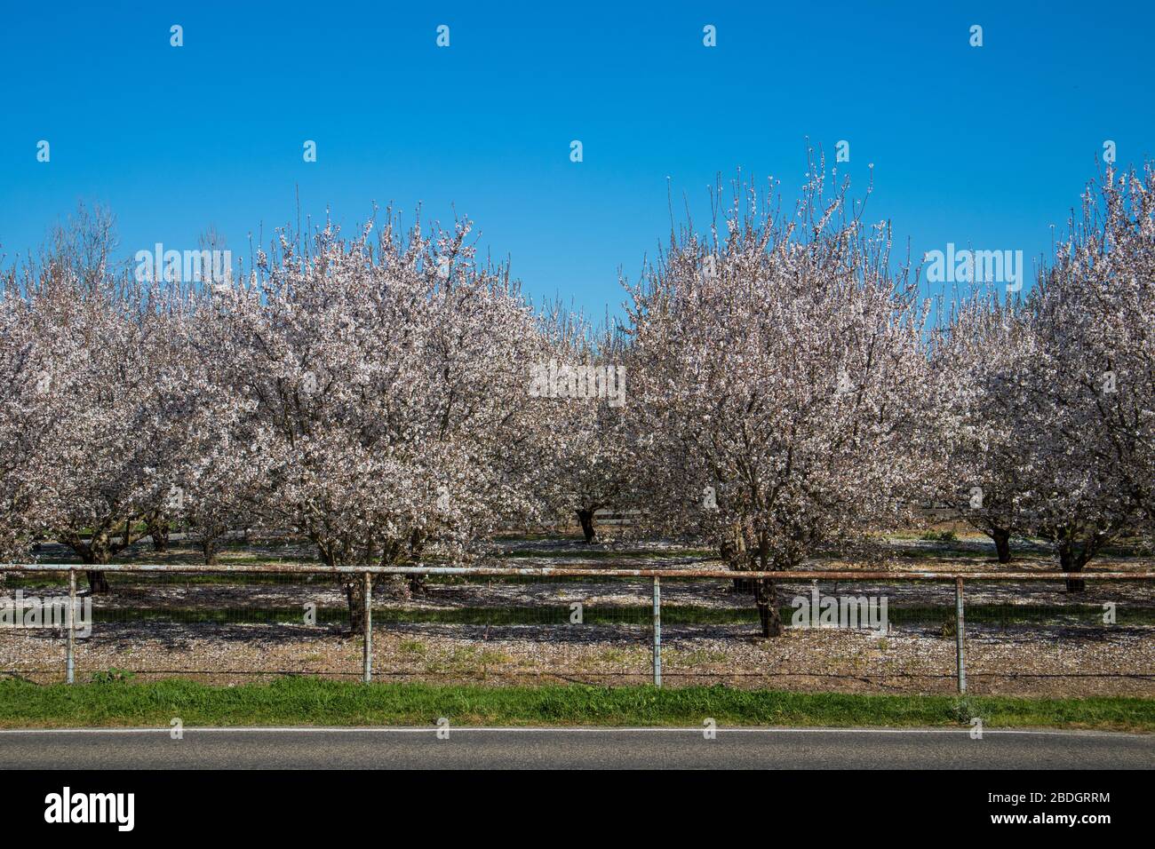 Almond orchard in bloom hi-res stock photography and images - Alamy