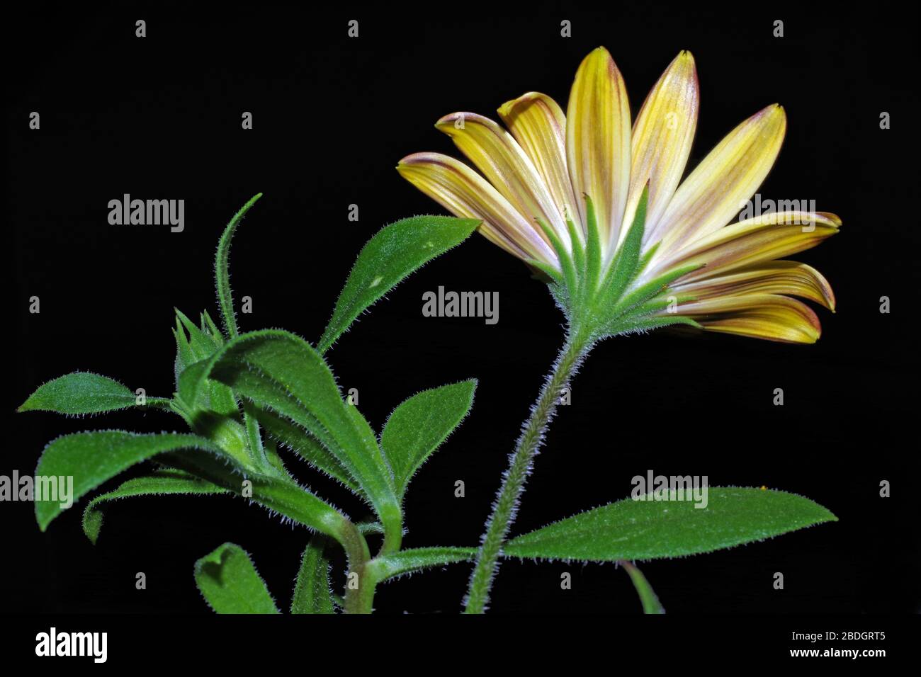 Yellow aster close-up Stock Photo - Alamy
