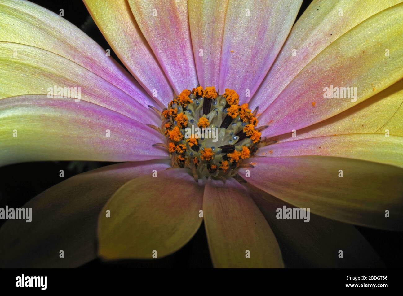 Yellow aster close-up Stock Photo - Alamy