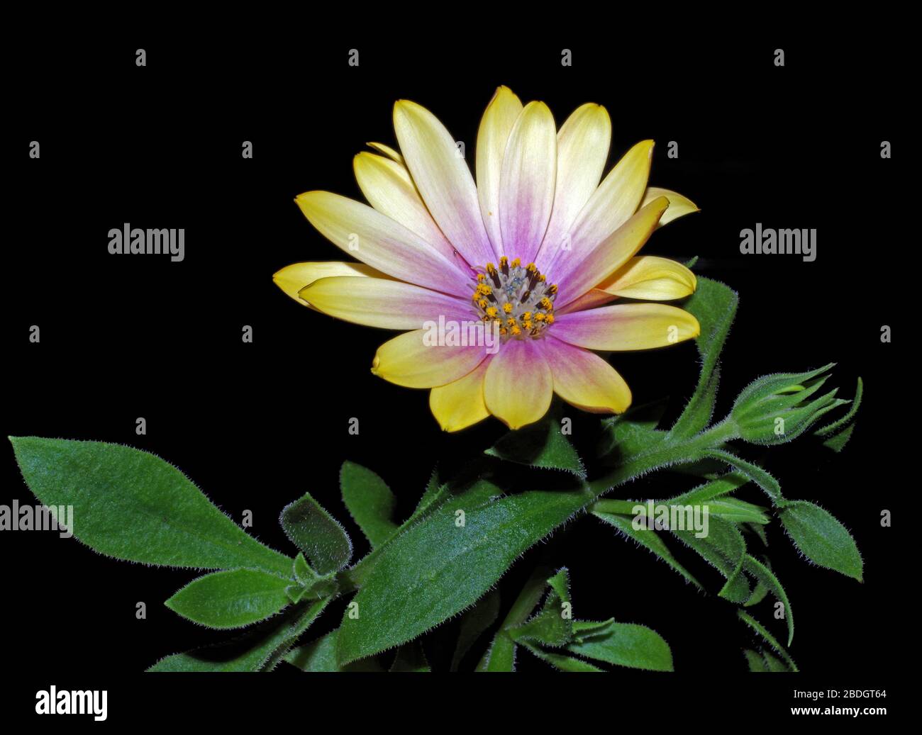 Yellow aster close-up Stock Photo - Alamy