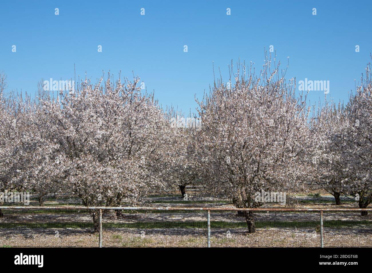 Almond orchard in bloom hi-res stock photography and images - Alamy