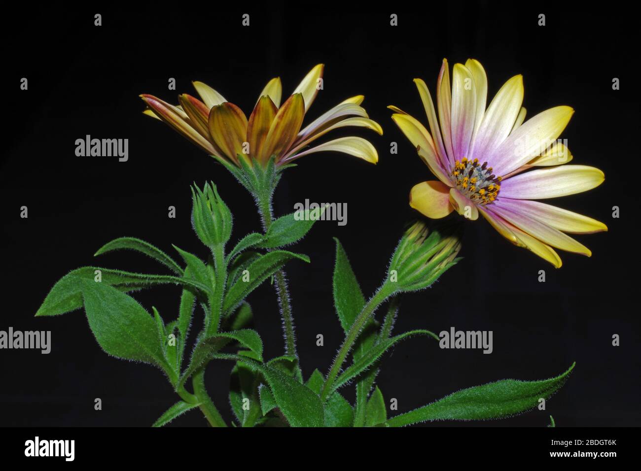 Yellow aster close-up Stock Photo - Alamy