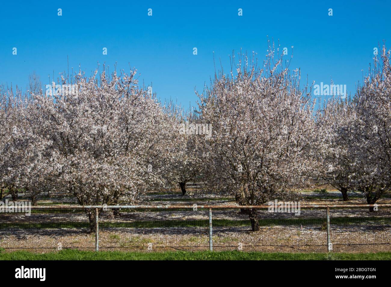 Almond orchard in bloom hi-res stock photography and images - Alamy