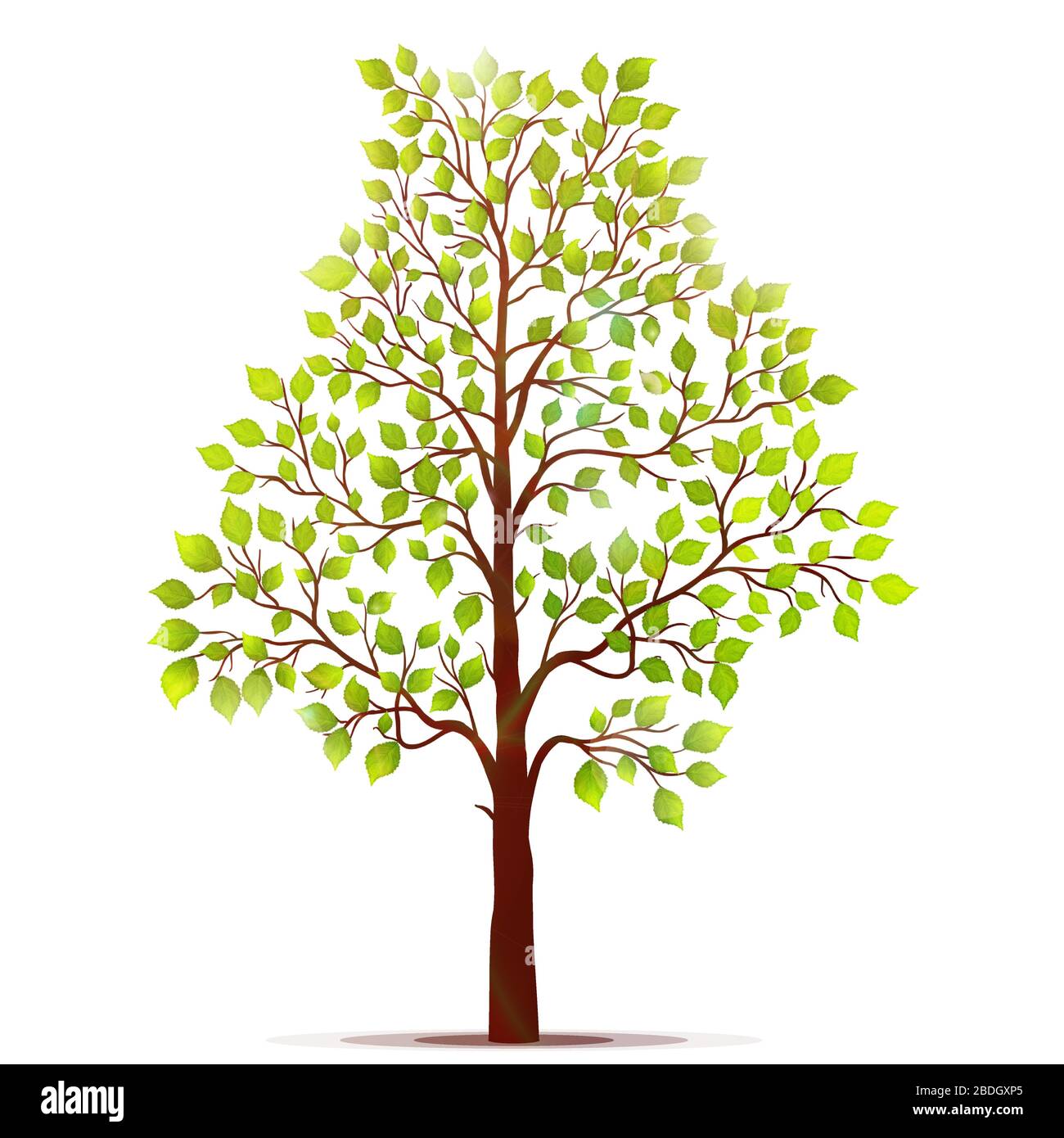 Green tree with leaves on white background vector Stock Vector Image ...