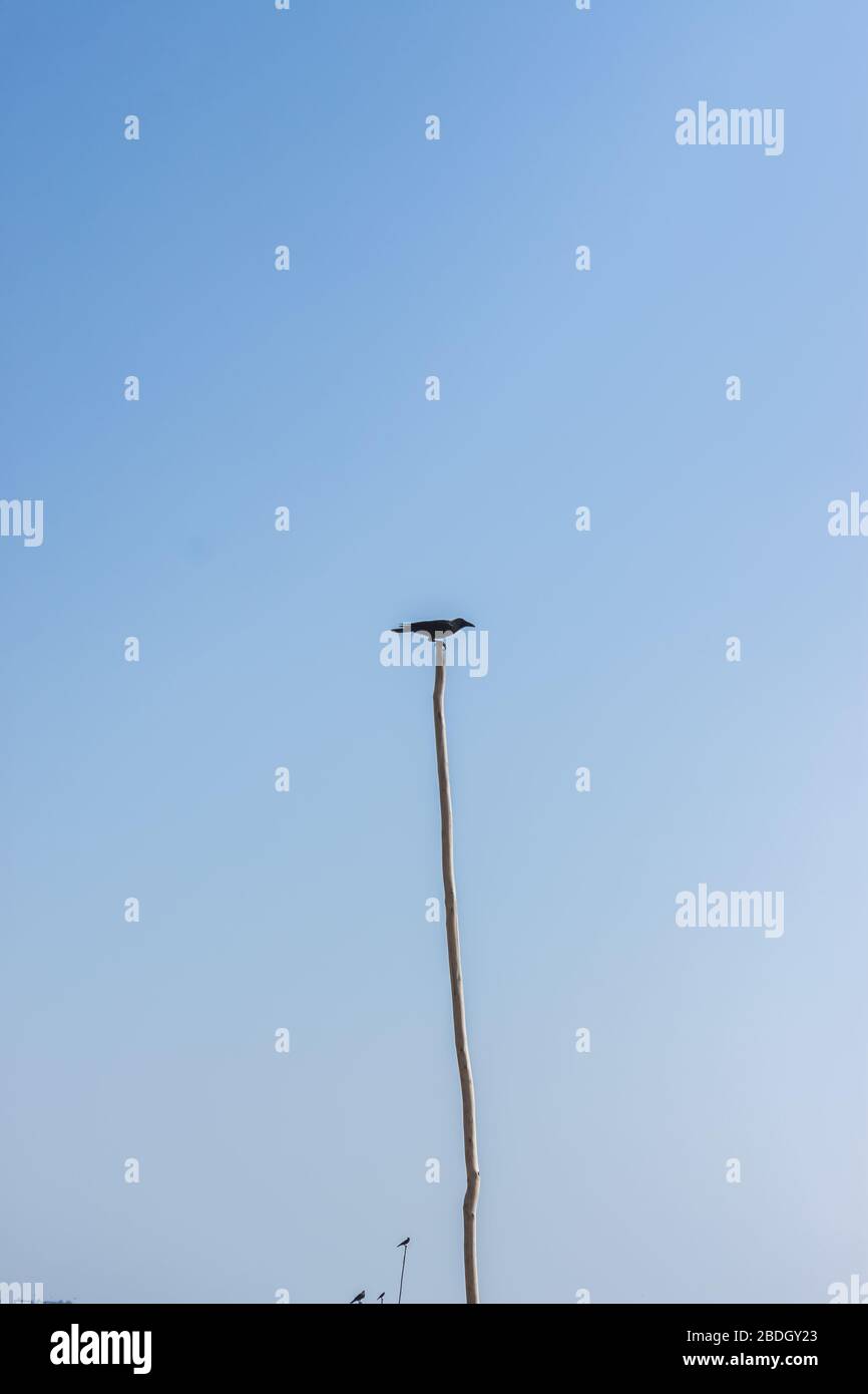 Crow landing on field hi-res stock photography and images - Alamy