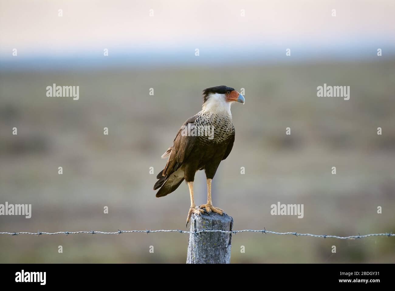 Birds of prey of south america hi-res stock photography and images - Alamy