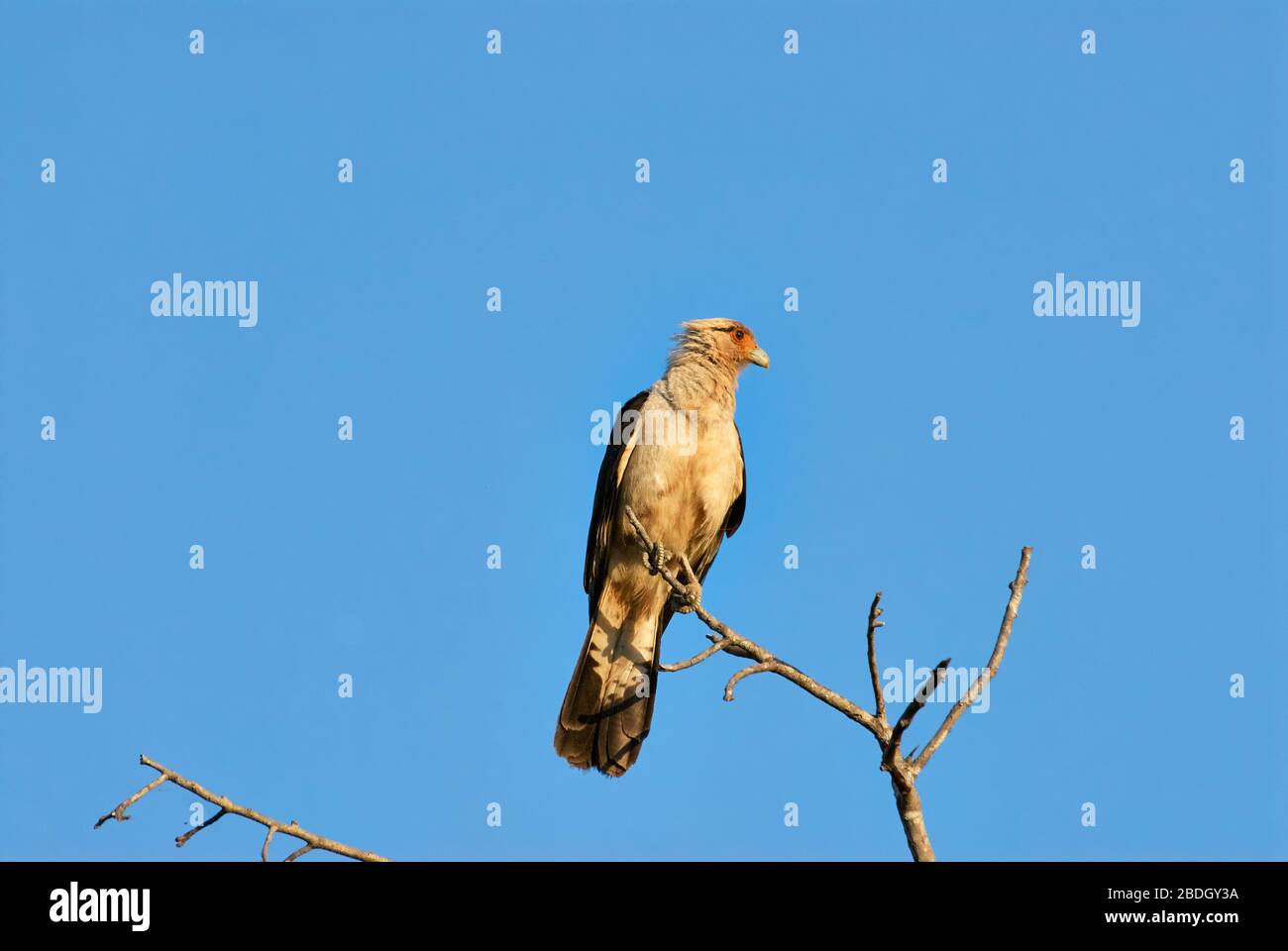 Yellow-headed Caracara, Milvago chimachima, LOS LLANOS, Venezuela ...