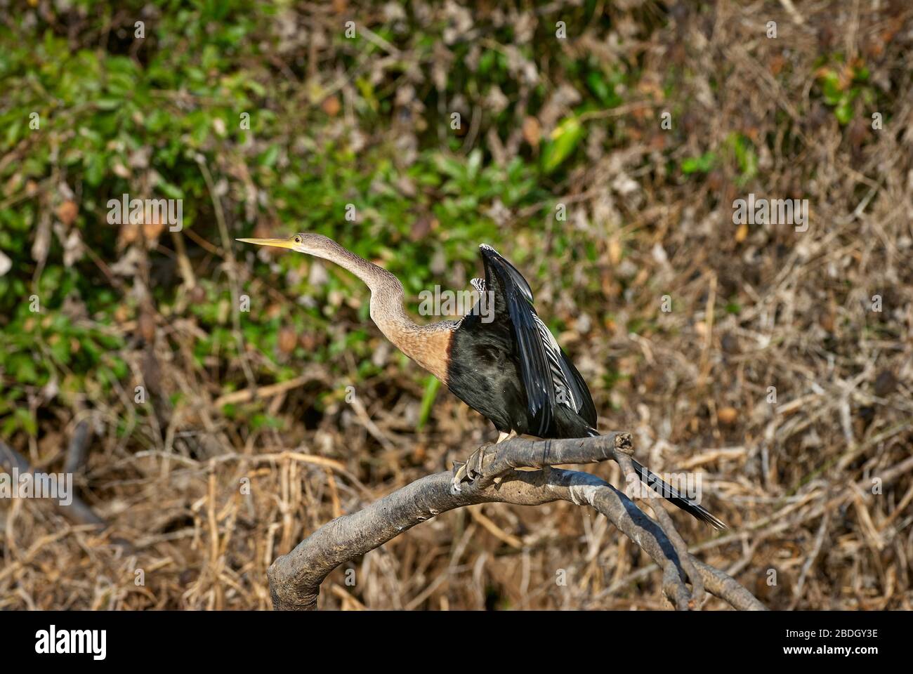 darter, Anhingidae, Anhinga melanogaster, cormorant, Phalacrocoracidae ...