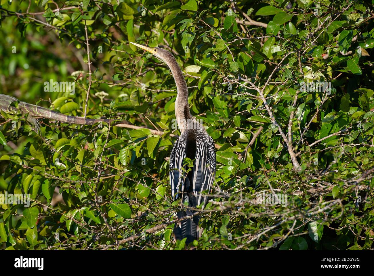 darter, Anhingidae, Anhinga melanogaster, cormorant, Phalacrocoracidae ...