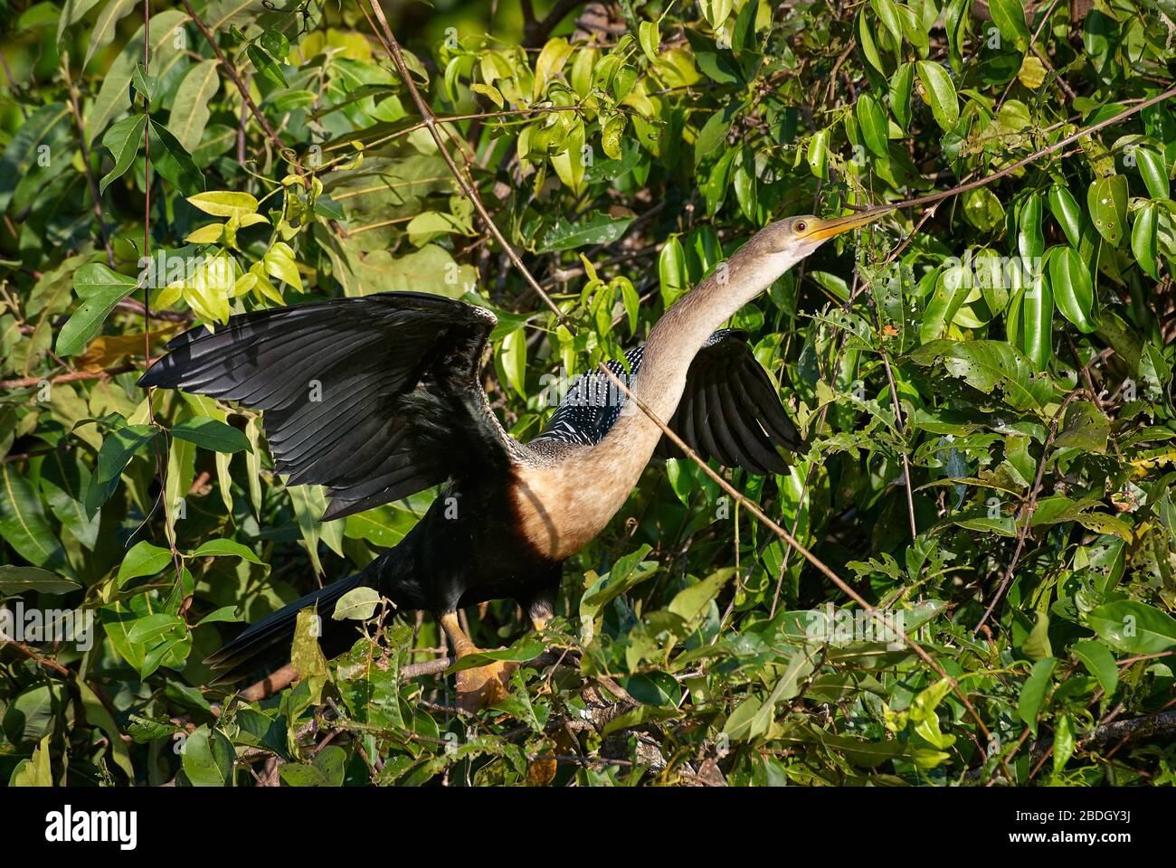 darter, Anhingidae, Anhinga melanogaster, cormorant, Phalacrocoracidae ...