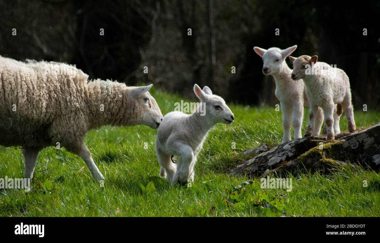 three little lame the one being with its mother, reminds me of being a ...