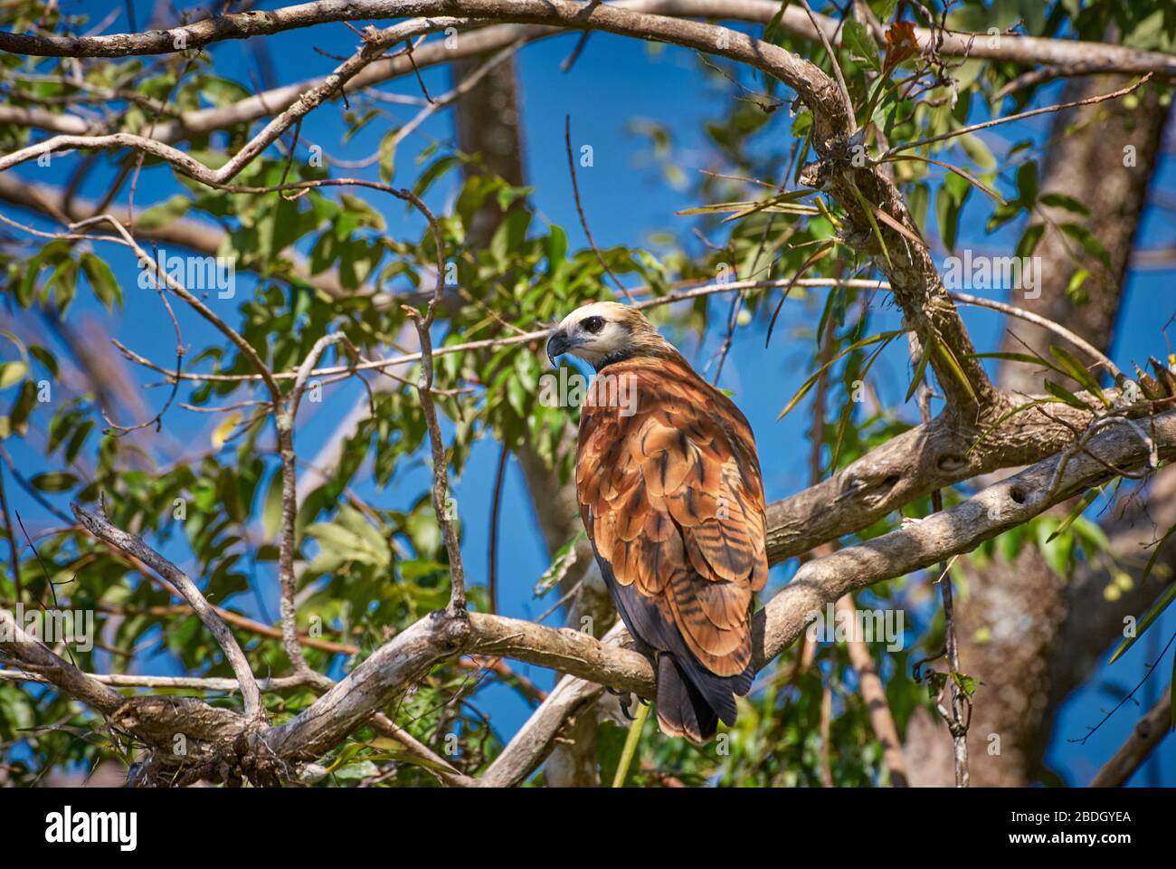 Black-collared Hawk or fishing buzzard, Busarellus nigricollis, LOS ...