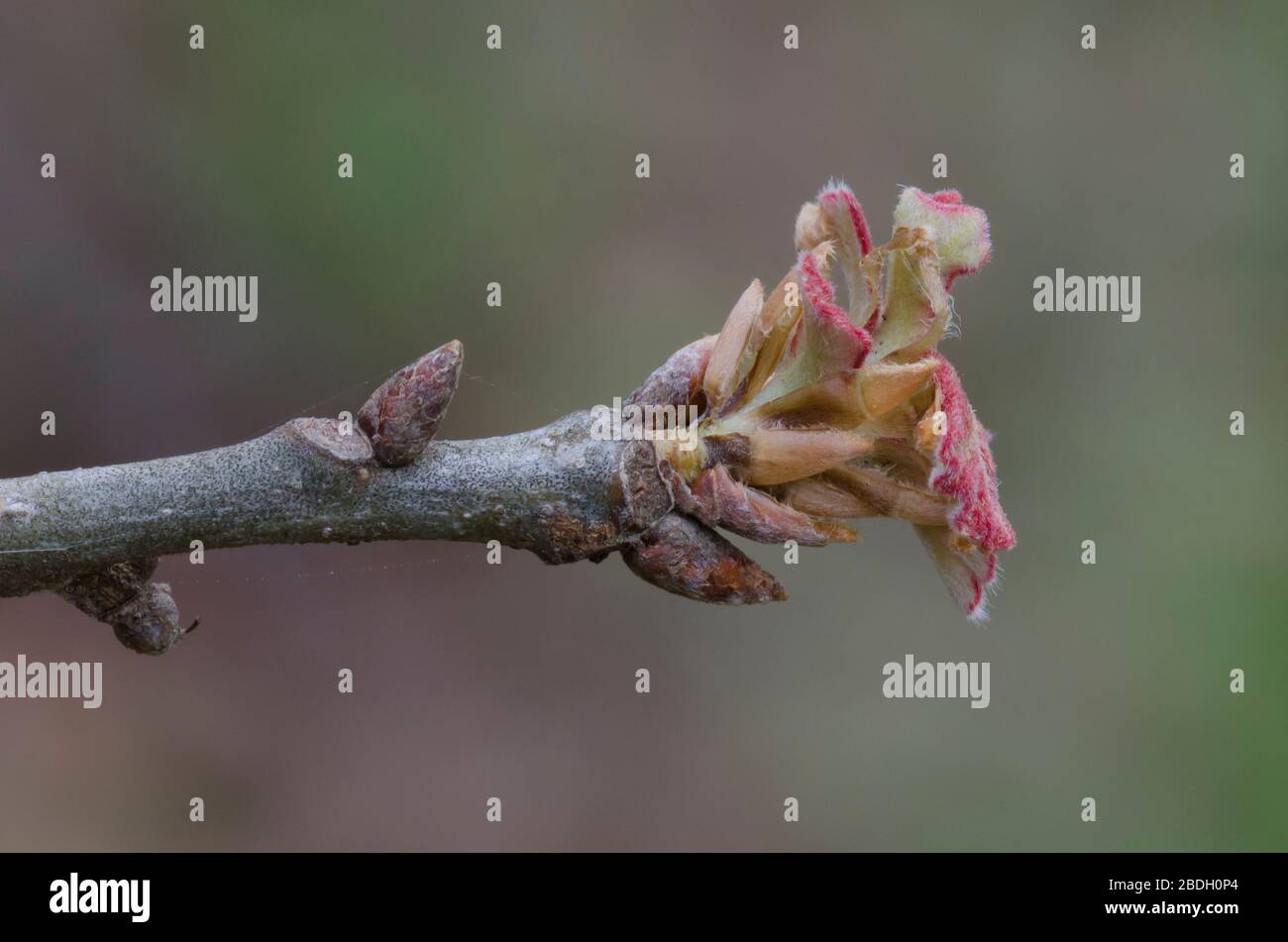 Twig with oak leaves in spring hi-res stock photography and images - Alamy