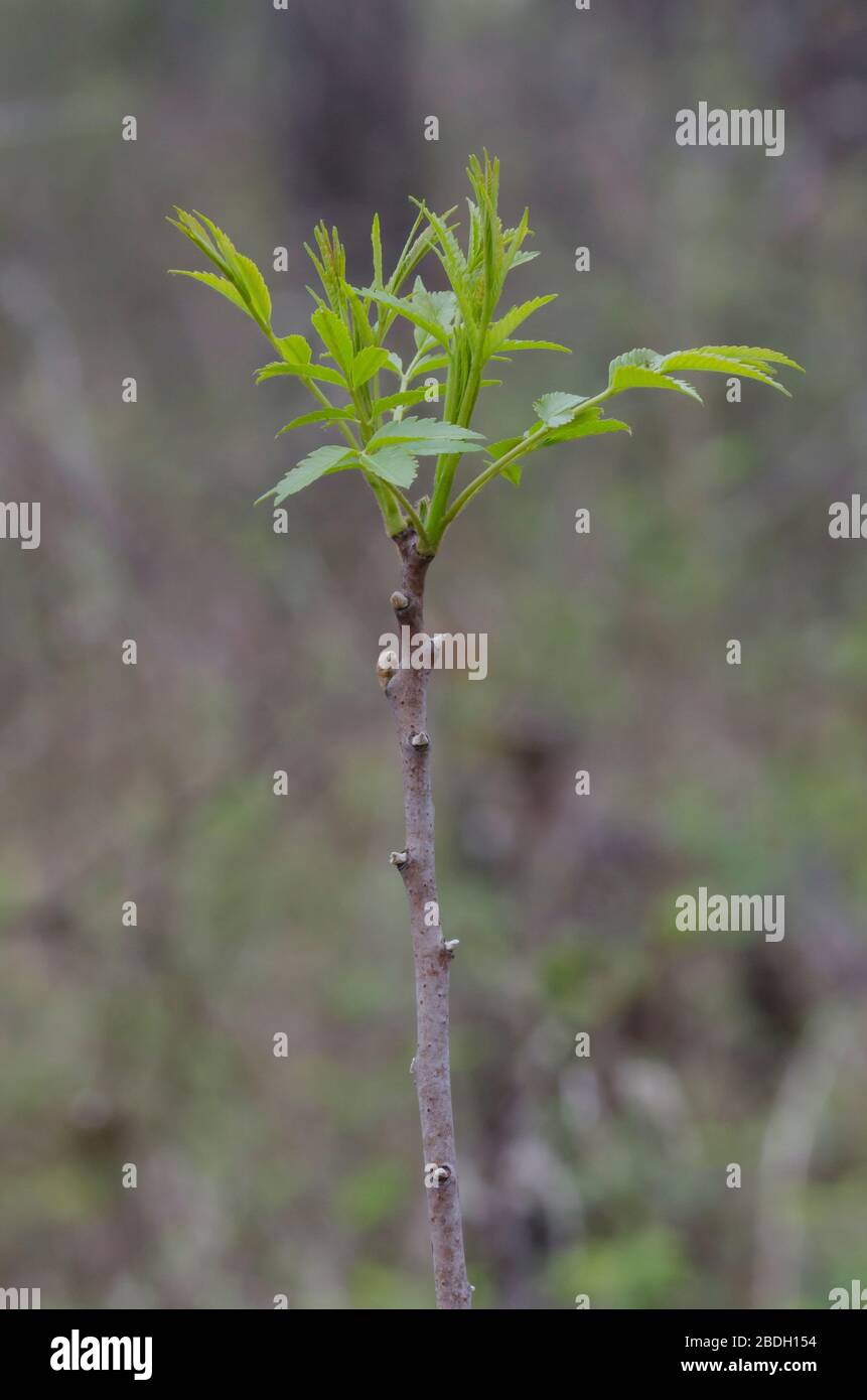 Smooth Sumac, Rhus glabra, leaves emerging in spring Stock Photo - Alamy