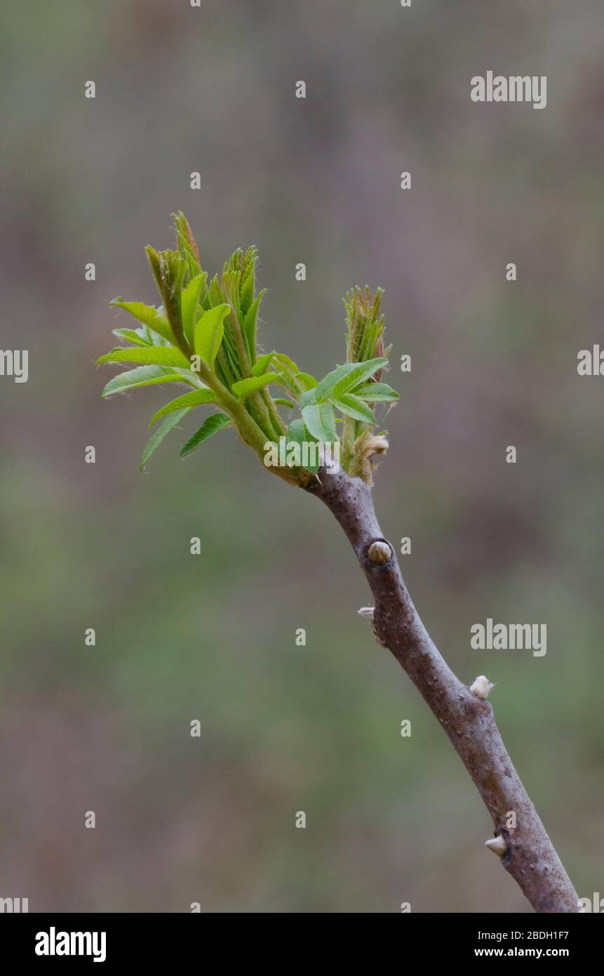 Smooth Sumac, Rhus glabra, leaves emerging in spring Stock Photo - Alamy