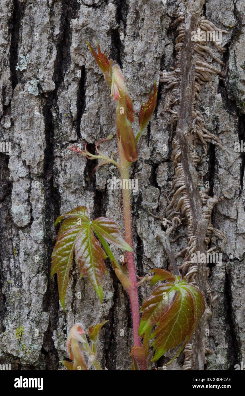 Virginia Creeper, Parthenocissus quinquefolia, leaves emerging in ...