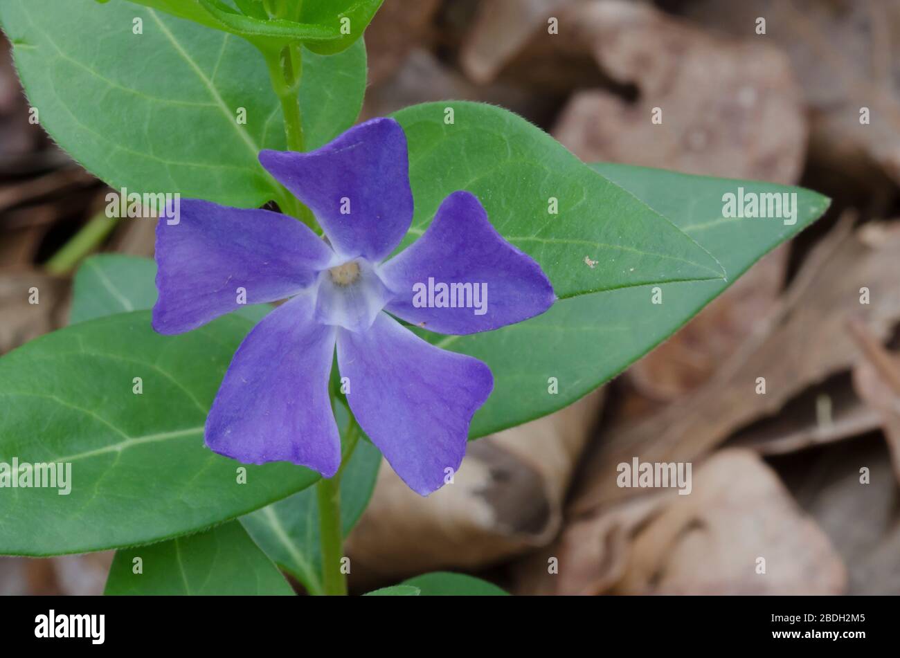 Vinca Major Greater Periwinkle Flower High Resolution Stock Photography ...