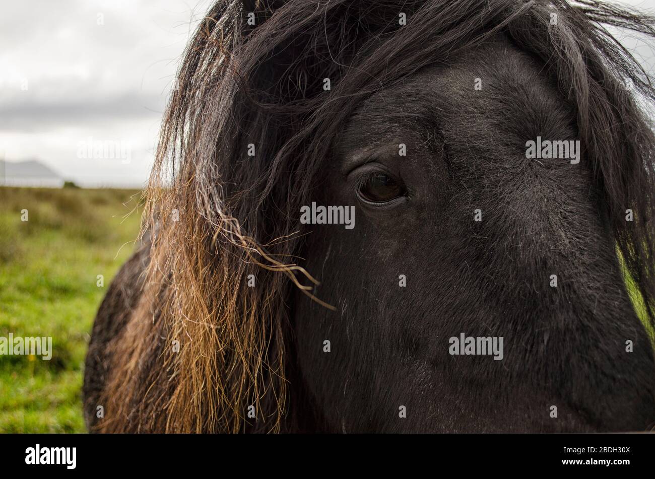 Highland pony stallion hi-res stock photography and images - Alamy