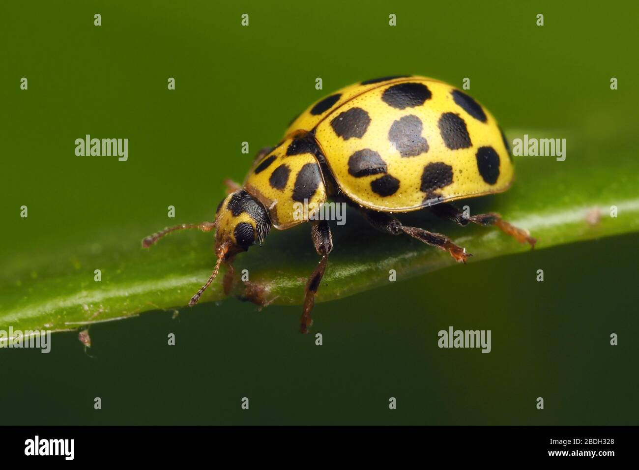 22-spot Ladybird (Psyllobora 22-punctata) crawling along edge of leaf ...