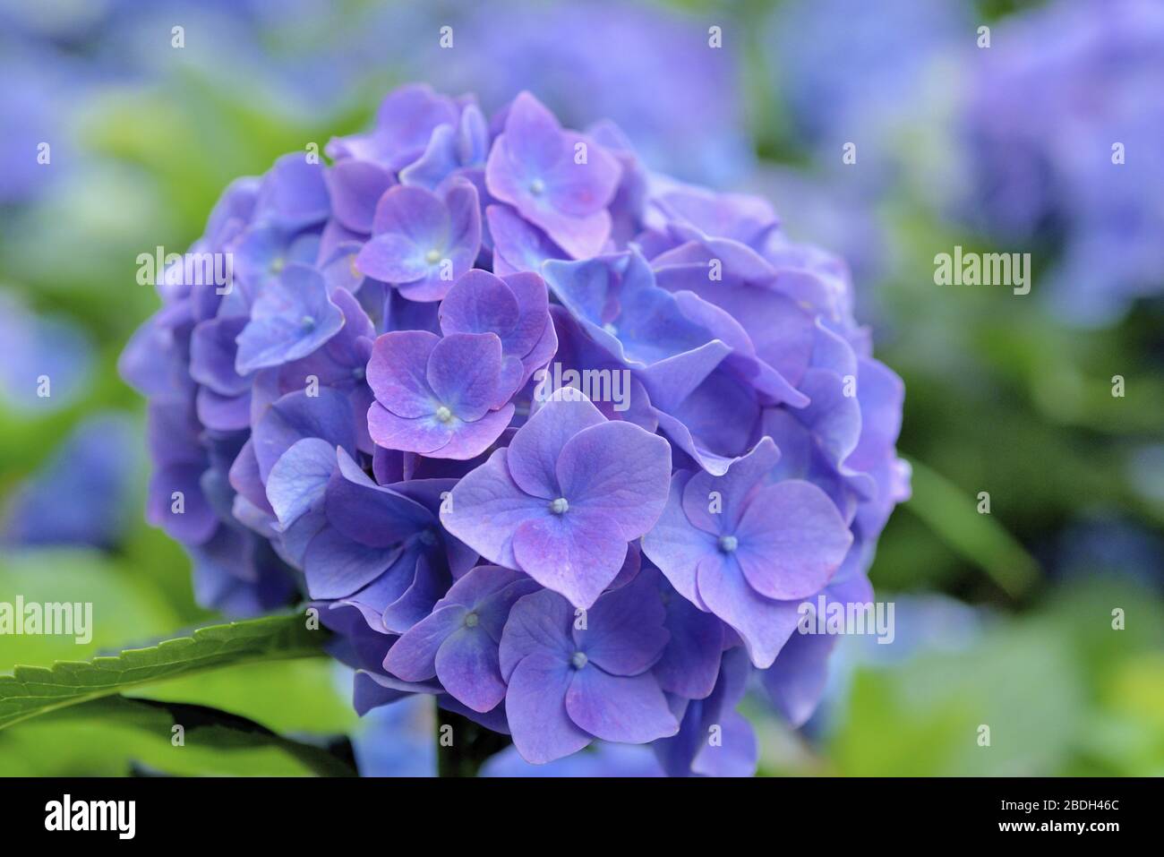 Hydrangea flower Taiwan Stock Photo - Alamy