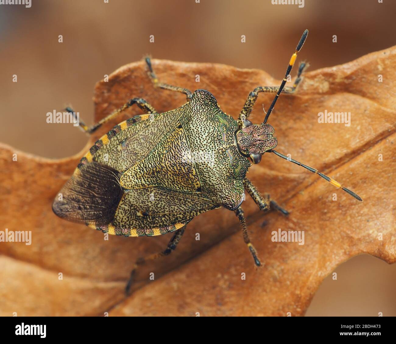 Dorsal view of Bronze Shieldbug (Troilus luridus) at rest on old beech ...