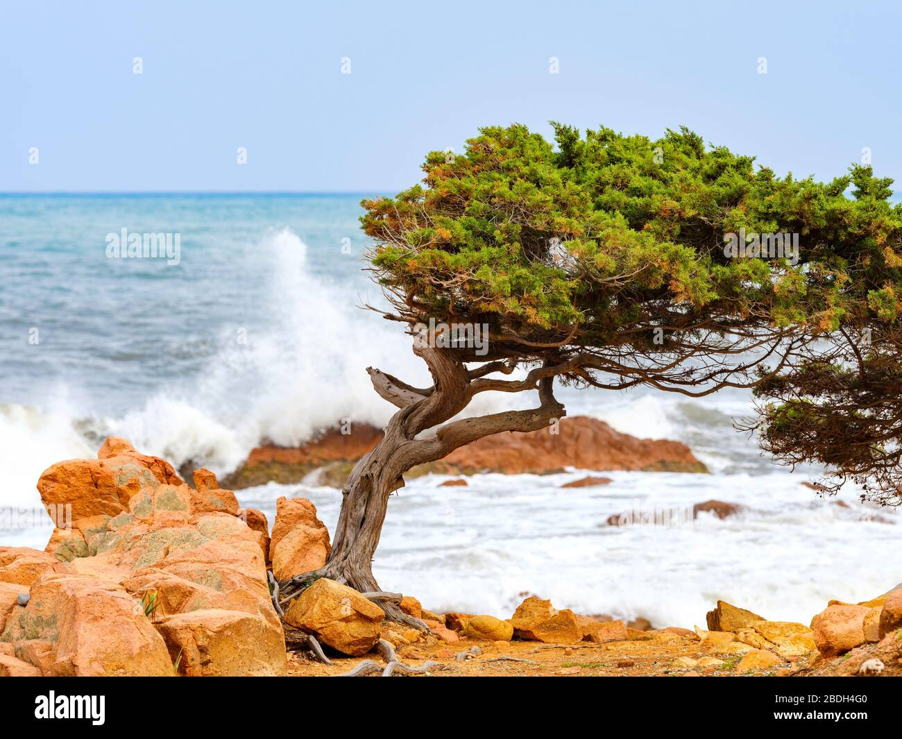 Tilted tree on the beach of red porphyry rocks in the immense ...