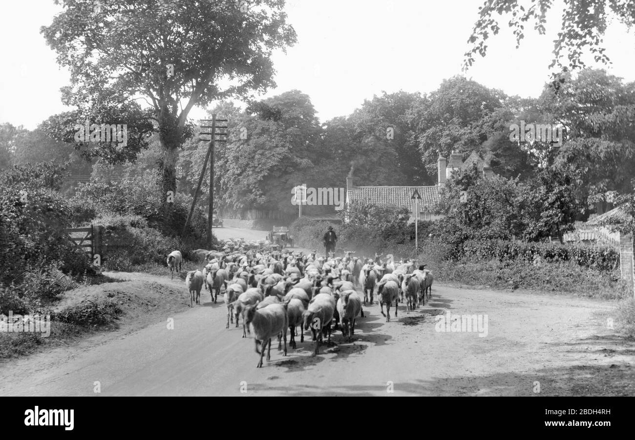East Barsham, Sheep on the Fakenham Road 1929 Stock Photo - Alamy