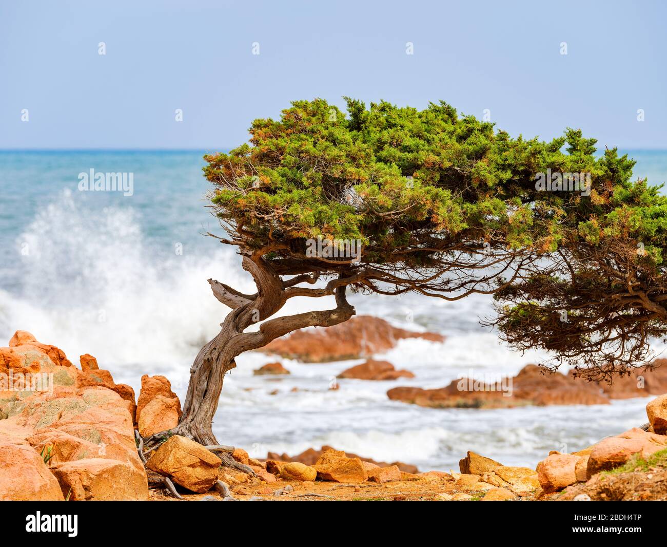 Tilted tree on the beach of red porphyry rocks in the immense ...